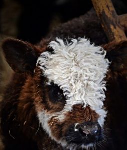 50+ Best Goat Haircuts (2025 Guide)