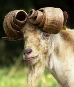 50+ Best Goat Haircuts (2025 Guide)