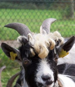 50+ Best Goat Haircuts (2025 Guide)