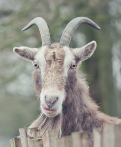 50+ Best Goat Haircuts (2025 Guide)