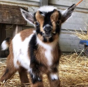 50+ Best Goat Haircuts (2025 Guide)
