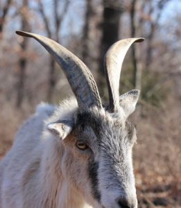 50+ Best Goat Haircuts (2025 Guide)