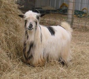 50+ Best Goat Haircuts (2025 Guide)