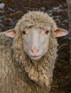 50+ Best Goat Haircuts (2025 Guide)