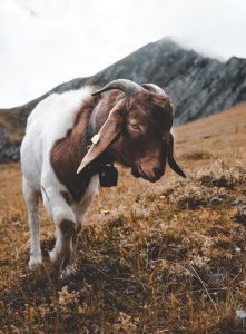 50+ Best Goat Haircuts (2025 Guide)