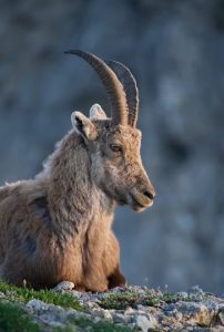 50+ Best Goat Haircuts (2025 Guide)