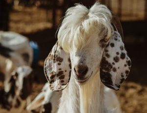 50+ Best Goat Haircuts (2025 Guide)