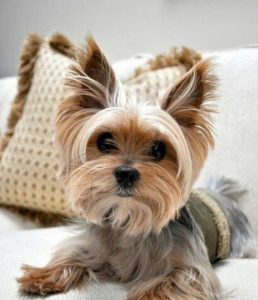 30+ Best Teddy Bear Yorkie Haircuts - Yorkie Haircuts 2025