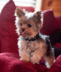 30+ Best Teddy Bear Yorkie Haircuts - Yorkie Haircuts 2025