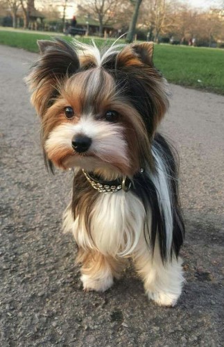 30+ Best Shorkie Haircuts - Teddy Bear Shorkie Haircuts (2025)