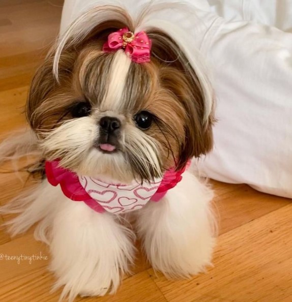 30+ Best Shorkie Haircuts - Teddy Bear Shorkie Haircuts (2025)