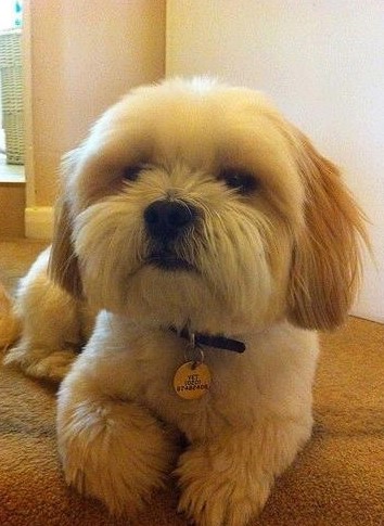 30 Best Shorkie Haircuts Teddy Bear Shorkie Haircuts 2025