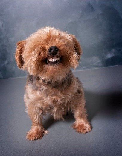 30 Best Shorkie Haircuts Teddy Bear Shorkie Haircuts 2025