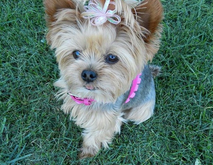 30 Best Shorkie Haircuts Teddy Bear Shorkie Haircuts 2025