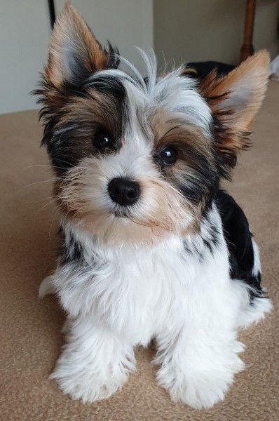 30 Best Shorkie Haircuts Teddy Bear Shorkie Haircuts 2025