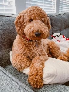 50+ Best Cockapoo Haircuts - Cockapoo Haircuts Styles (2025 Guide)