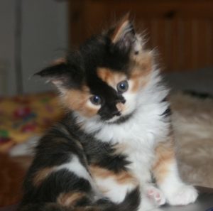 50+ Best Cat Haircuts - Cute Cat Haircuts & Hairstyles 2025