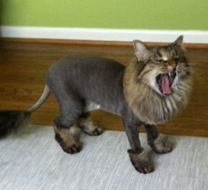 50+ Best Cat Haircuts - Cute Cat Haircuts & Hairstyles 2025