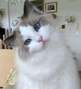 50+ Best Cat Haircuts - Cute Cat Haircuts & Hairstyles 2025